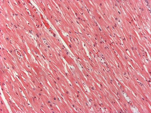Biologian 2. kurssin oppimispäiväkirja